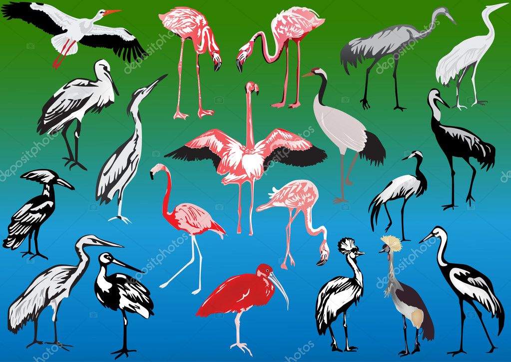 Set of long legs birds Stock Vector Image by ©Dr.PAS #6649818