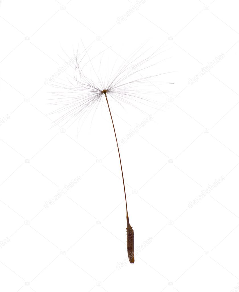 Single isolated dandelion seed — Stock Photo © Dr.PAS #6650960
