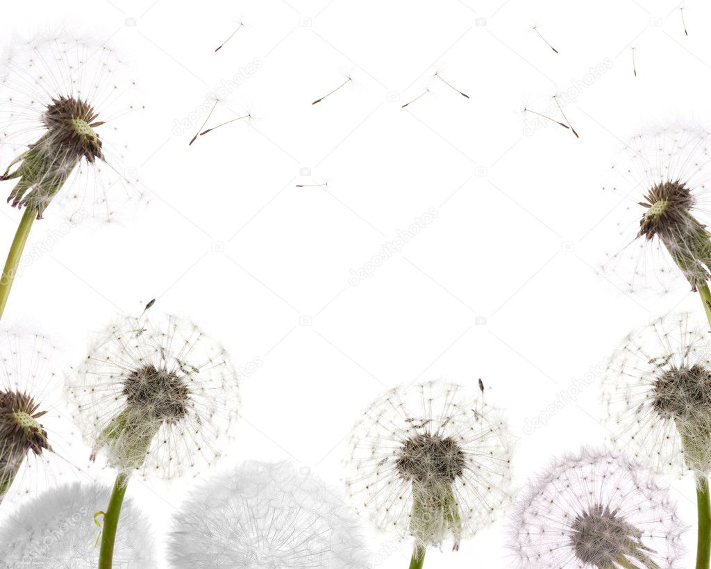 Dandelion frame isolated on white Stock Photo by ©Dr.PAS 6651077