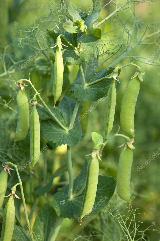 Pea Plant vegetable in a garden Stock Photo by ©gsermek 5982646