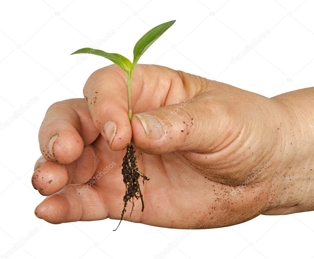 Hand with a seedling Stock Photo by ©vaeenma 6664172