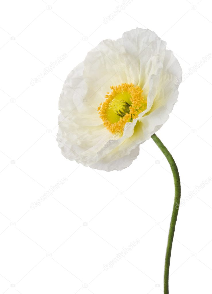 Single white poppy — Stock Photo © levkro #6216005