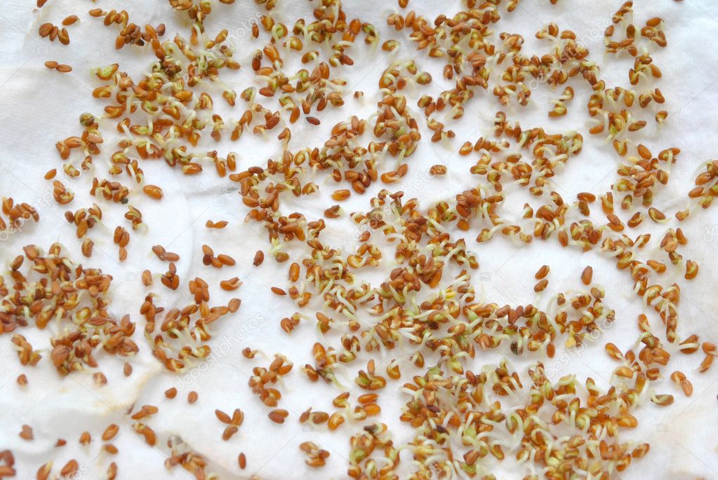 Sprouting cress — Stock Photo © kilukilu #5846016