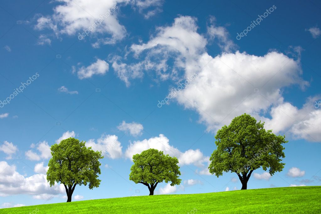 Three trees on a green hill — Stock Photo © WDGPhoto #6295493