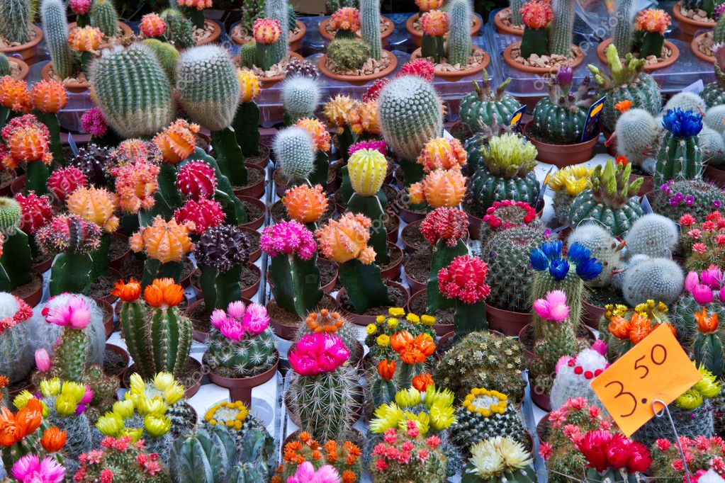 Colored cactus — Stock Photo © lsantilli #5593332