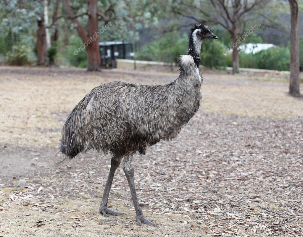 Australian Emu — Stock Photo © cmeder #5957269