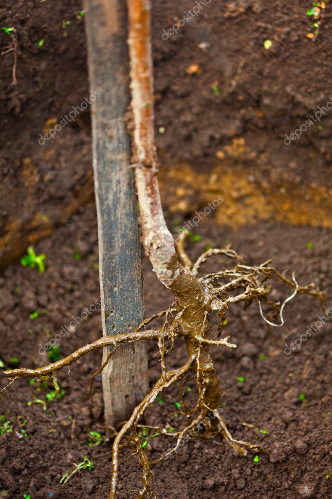 Baby plum tree root on ground — Stock Photo © Xalanx #5473349