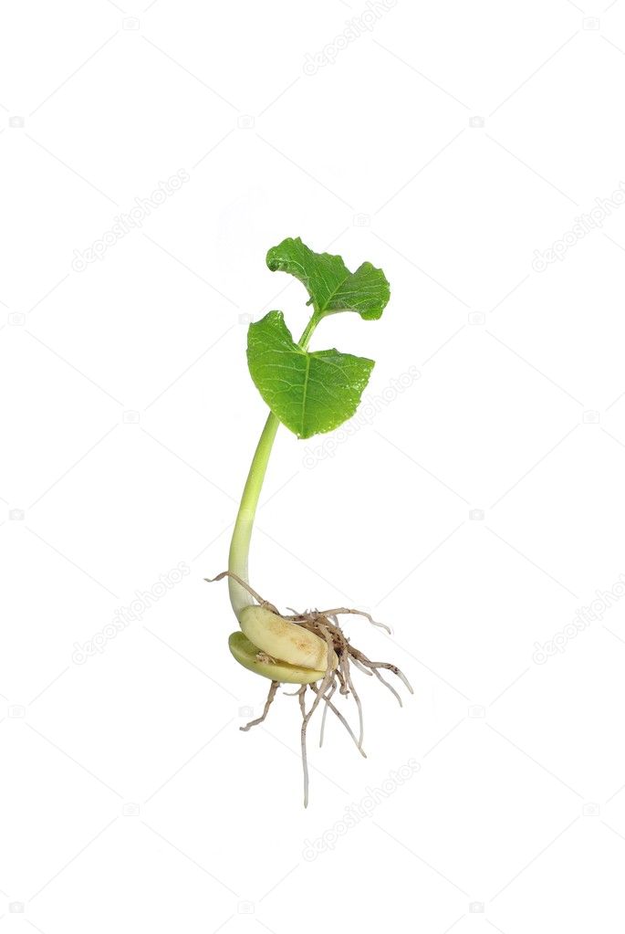 Germinating bean Stock Photo by ©witoldkr1 5652328