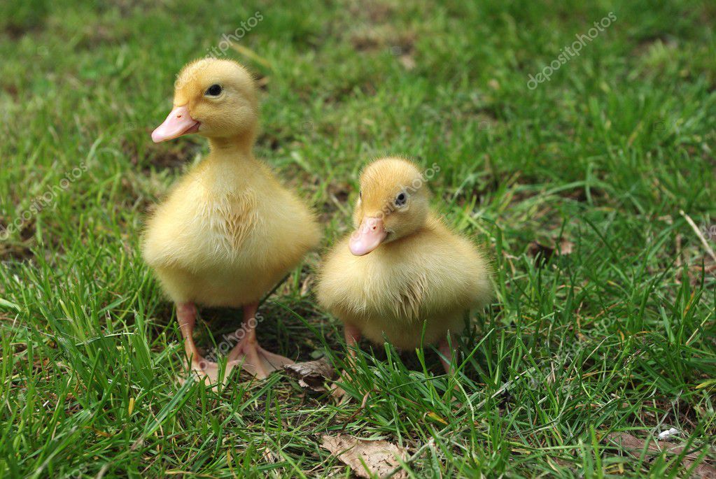 Patos pequeños — Foto de Stock #5652767 — Depositphotos