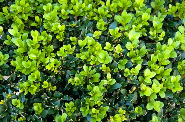 Buxus Stock Photos, Royalty Free Buxus Images | Depositphotos