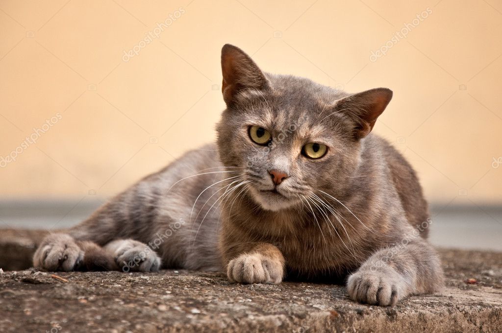 Stray cat — Stock Photo © stevanovicigor #6278259