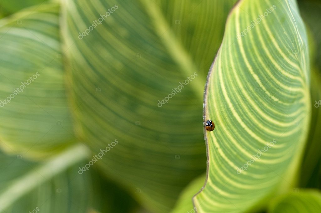 Ladybug on tropicana leaf — Stock Photo © shippee #5830701