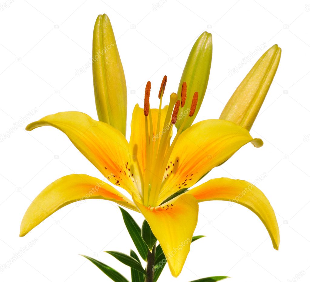 Yellow Lily (Lilium) Flower — Stock Photo © herreid #6507927