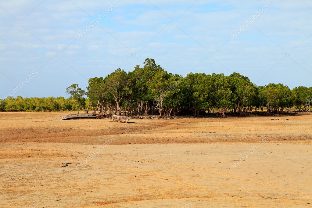 African Mangrove trees in ebb — Stock Photo © sannie32 #6474005