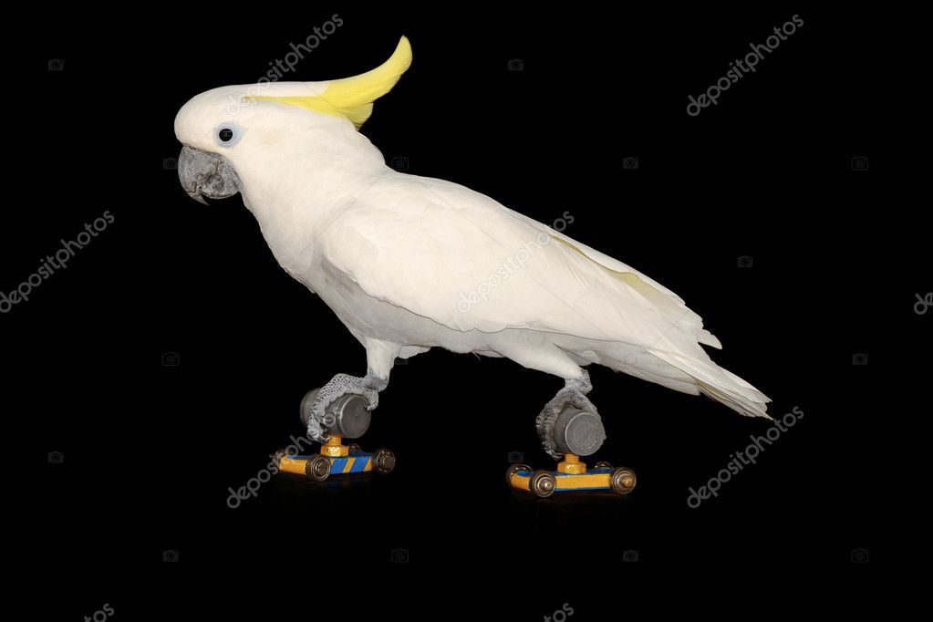 Parrot is running on roller skates Stock Photo by ©c-foto 5969946