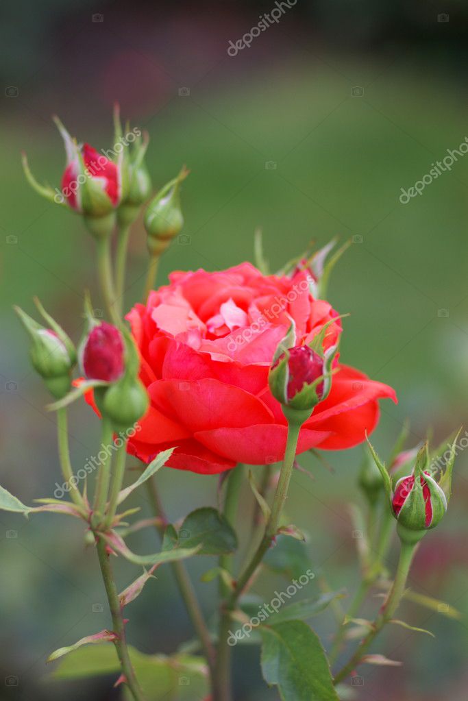 Single red rose flower — Stock Photo © xdrew73 #6225623