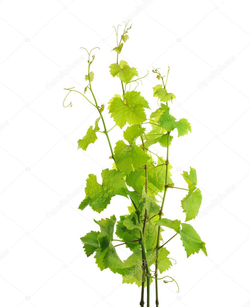 Grapevine branches — Stock Photo © Miiisha #6572415