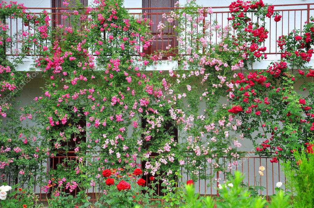 A beautiful flower garden of roses at the window — Stock Photo © olenka ...