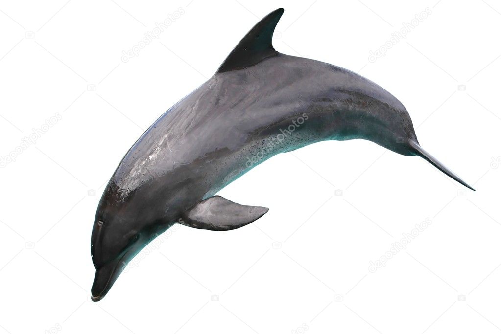 Dolphin isolated on White Background — Stock Photo © fouroaks #6047859