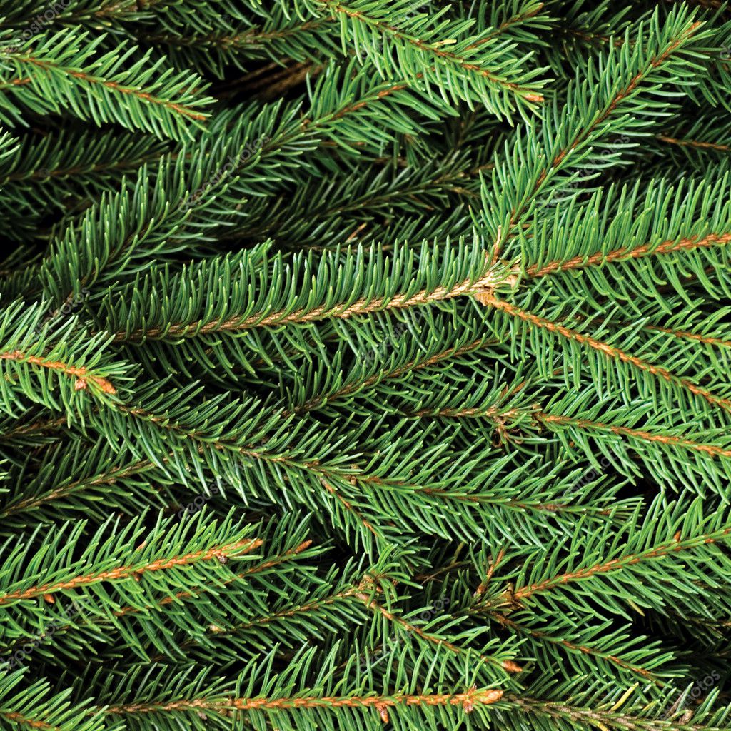 Fresh Green Fir Twig Needle Background Stock Photo by ©Kaspri 5800164