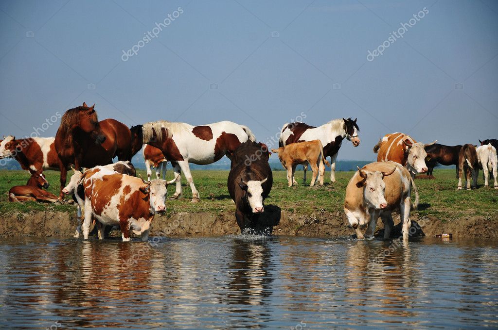 Vacas y caballos en el río: fotografía de stock © predrag1 #5991340 ...