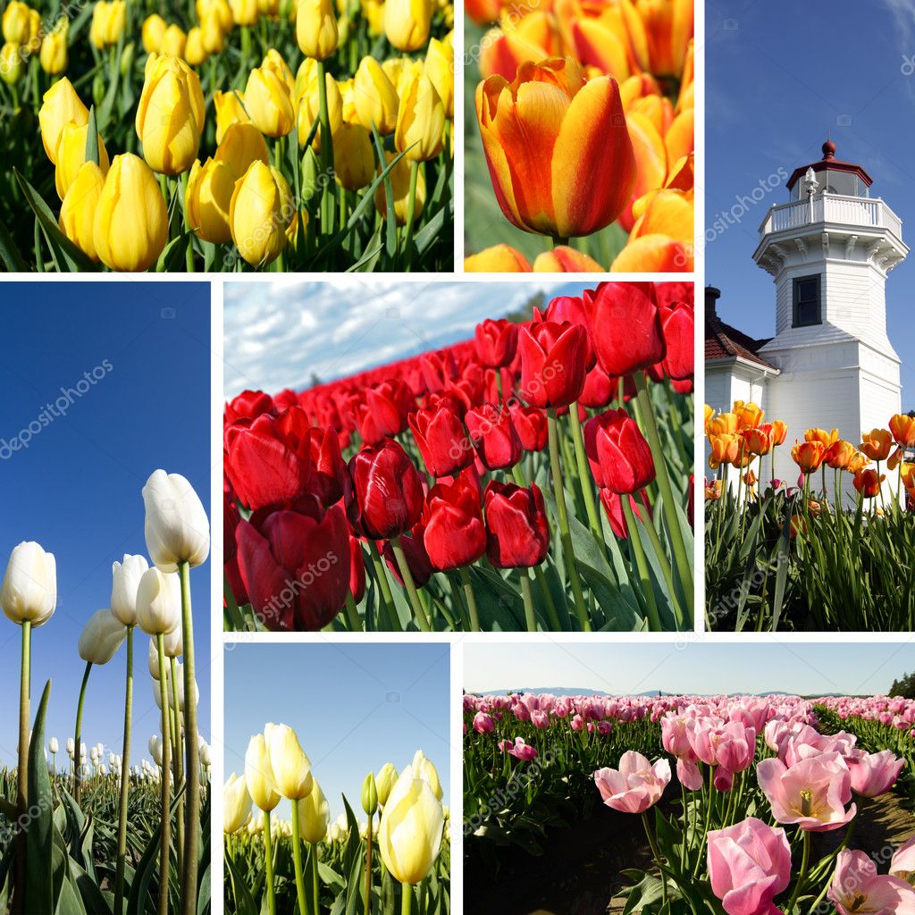 Tulips collage — Stock Photo © aremafoto #5454594