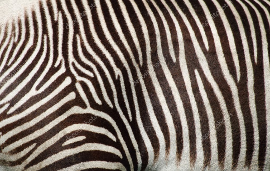 Zebra texture — Stock Photo © jonnysek #5604473