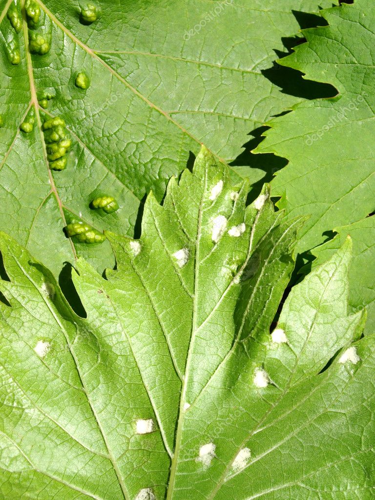 Pest of grape vine tick, fitoptus — Stock Photo © aelita #5901988