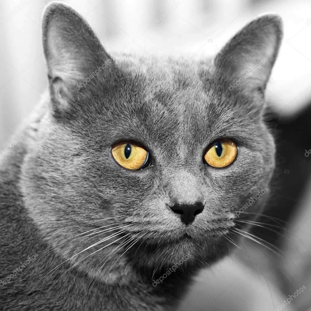 Grey cat Stock Photo by ©lanych 5640319