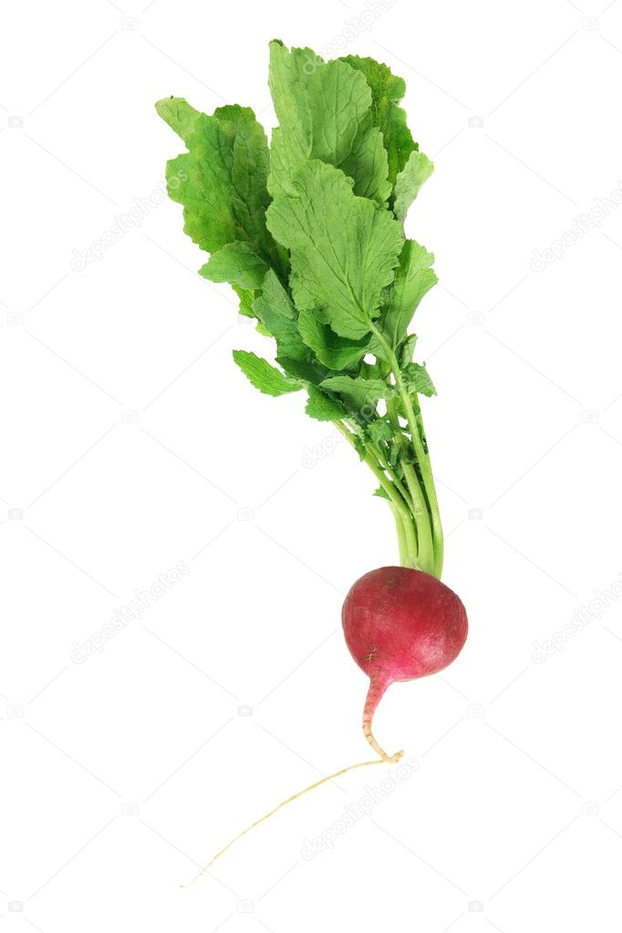 Red Radish — Stock Photo © newlight #6232728