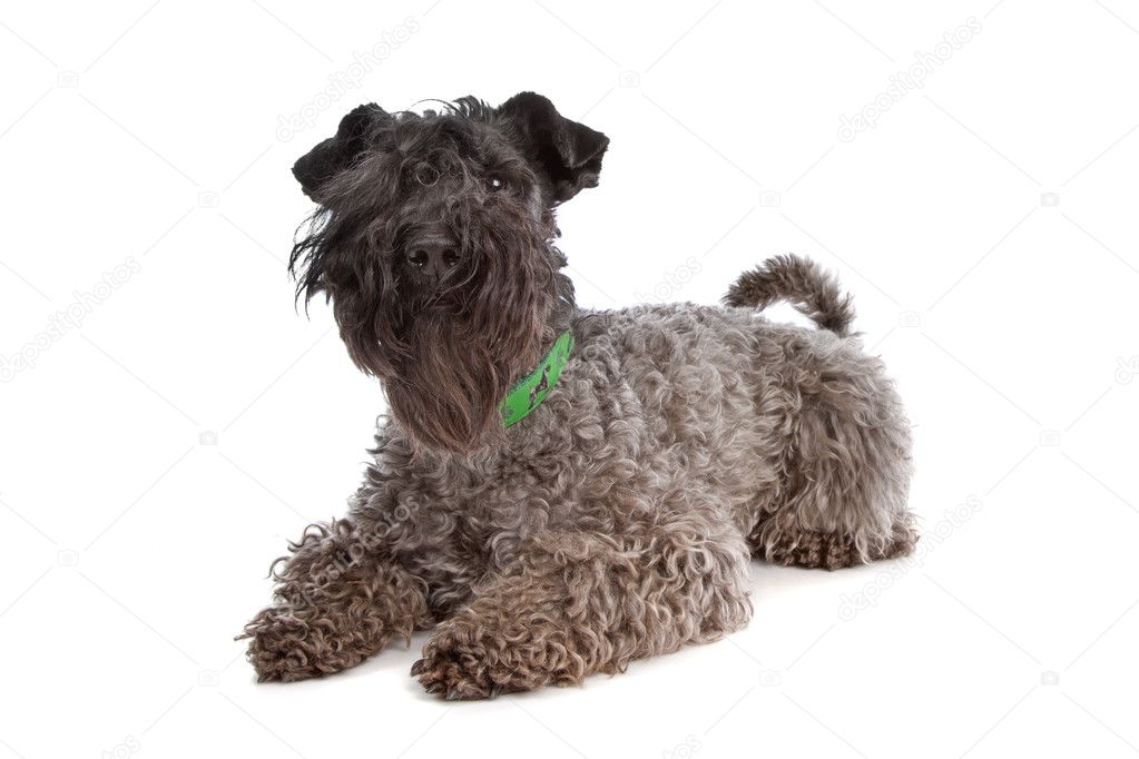 Kerry Blue Terrier Stock Photo by ©eriklam 6359238