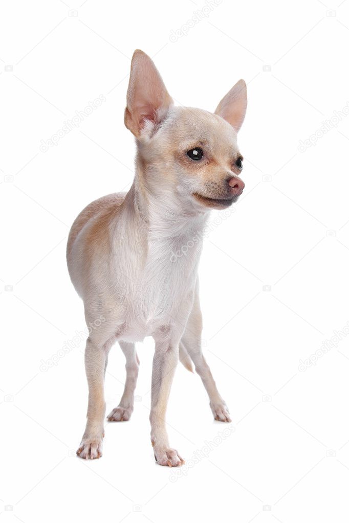 Short haired chihuahua — Stock Photo © eriklam #6372007