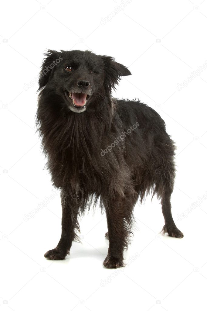 Pyrenean Shepherd or Pyrenees Sheepdog — Stock Photo © eriklam #6401137