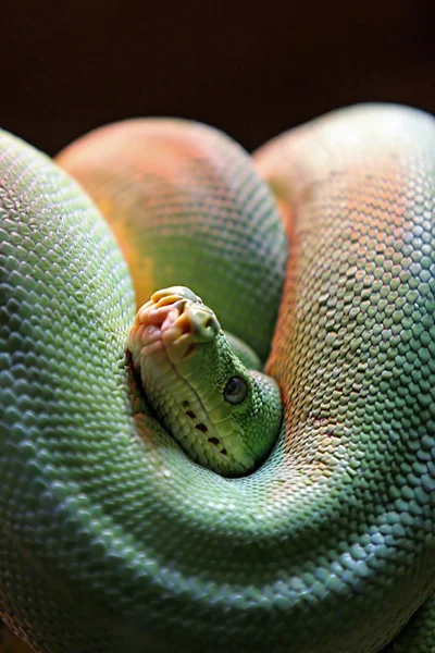 ᐈ Coiled snake stock images, Royalty Free coiled snake photos ...