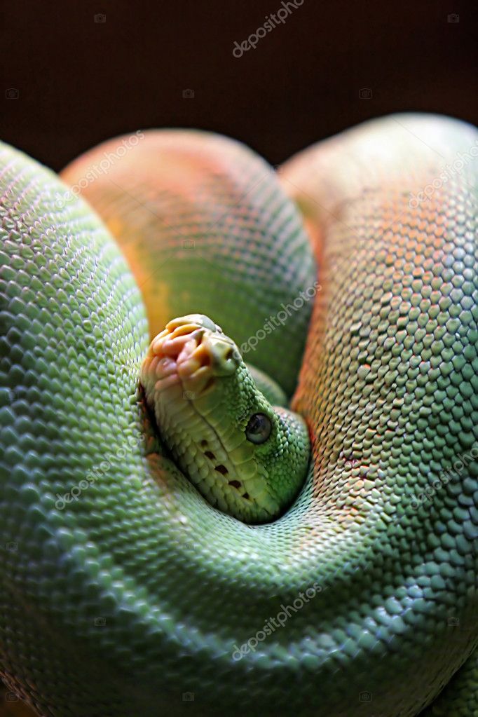 Snake Striking At Camera