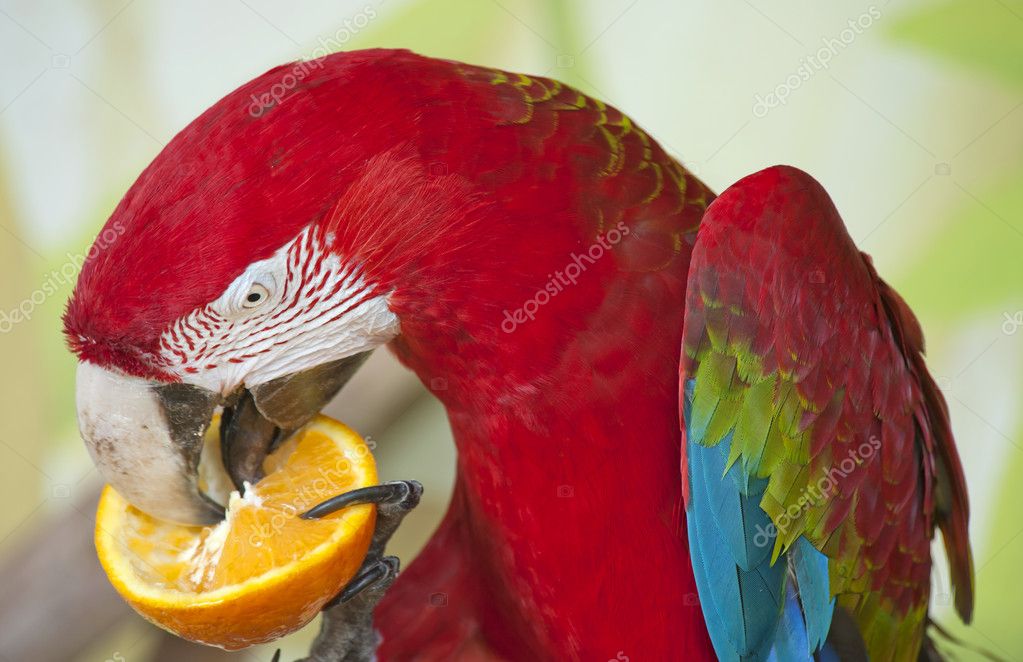 Guacamaya roja — Fotos de Stock © fotomicar #5577300