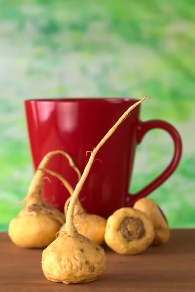 Peruvian Ginseng (Maca) - Stock Image - Everypixel