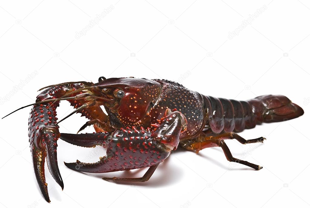 Red crayfish. — Stock Photo © angelsimon #6161903