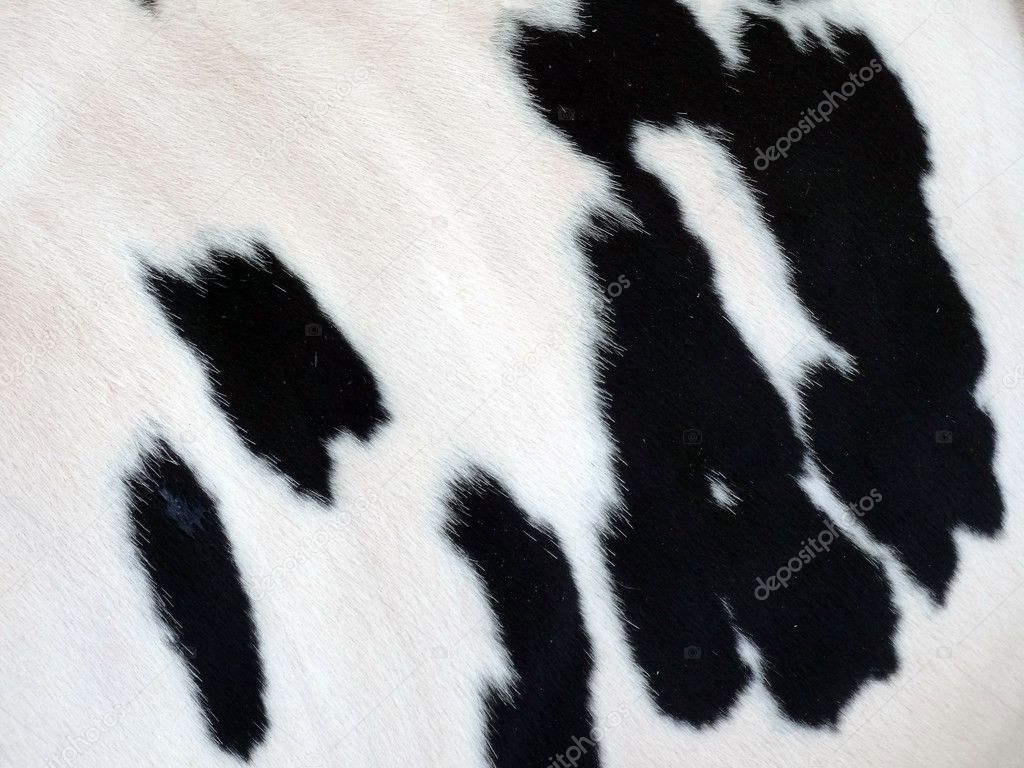 White and Black Cow skin fur pattern Stock Photo by ©ericbvd 6281430