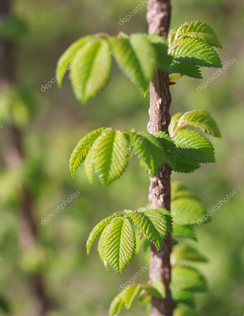 Vår bok träd lämnar — Stockfotografi © j_markow #5463271