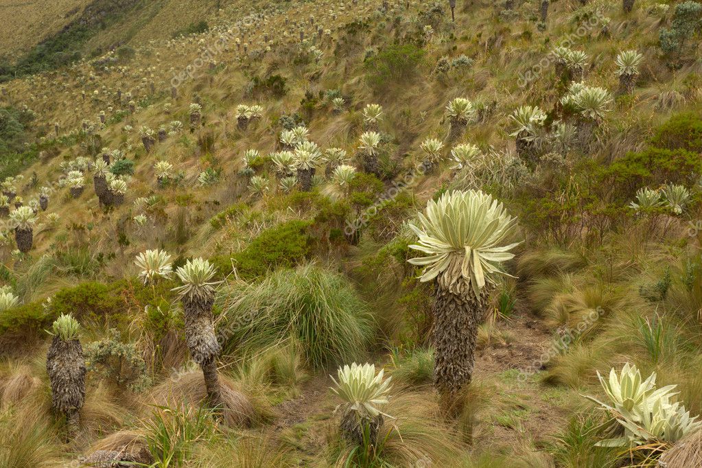 Frailejones — Stock Photo © ammmit #6114985