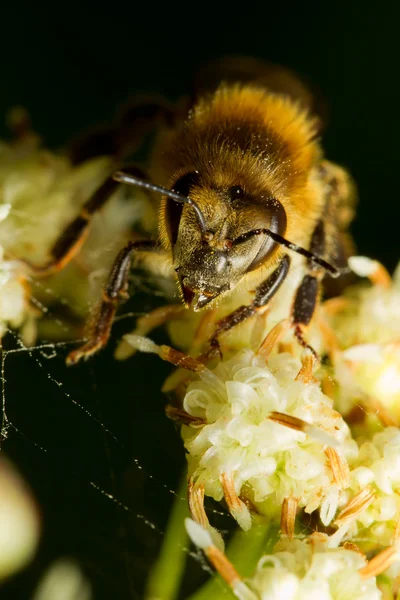 Harvester Bee Front View — Stock Photo © ammmit #6223278