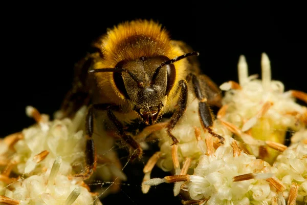 Harvester Bee Front View — Stock Photo © ammmit #6223278