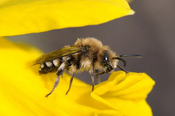 Busy bee Pictures, Busy bee Stock Photos & Images | Depositphotos®