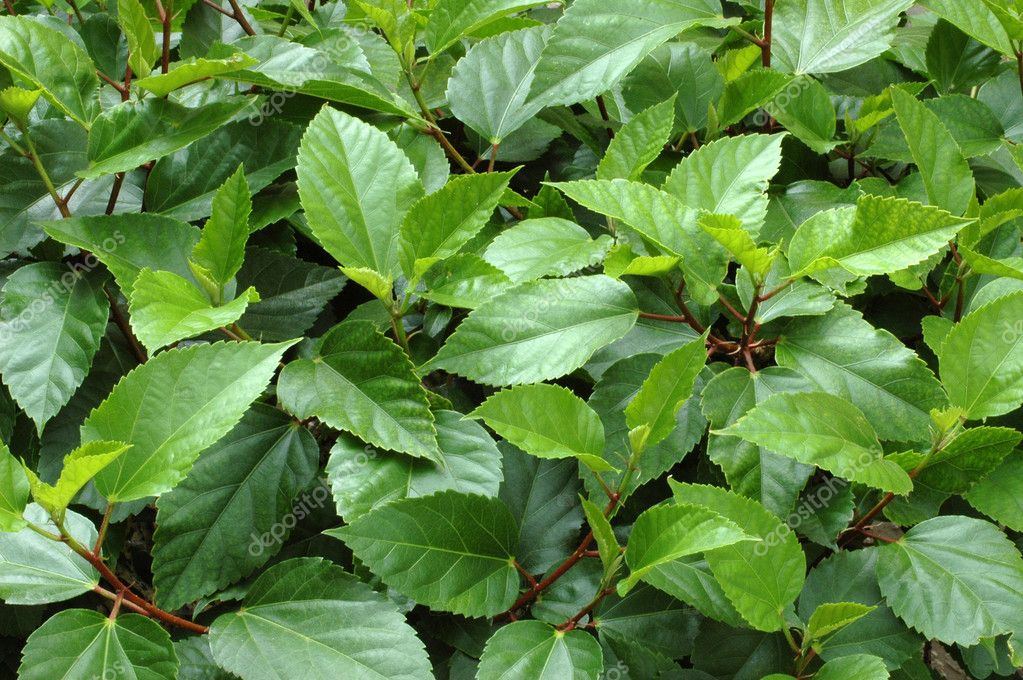 Bush leaves — Stock Photo © creisinger #5449096