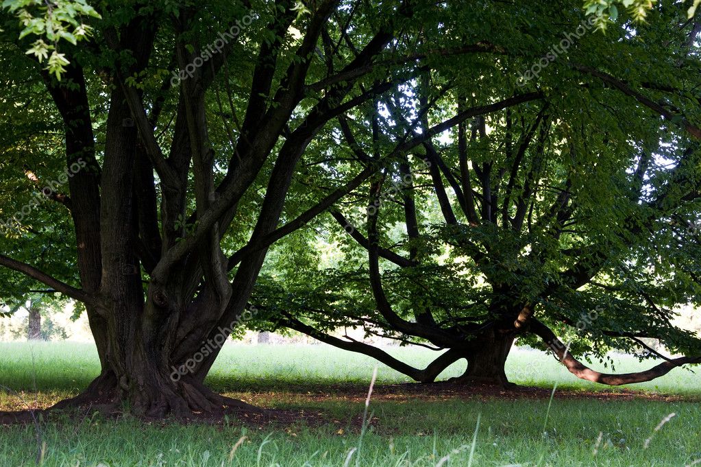 Crooked trees — Stock Photo © depally #6303717