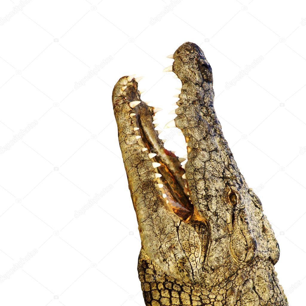 Beast with sharp teeth — Stock Photo © photochecker #5443361