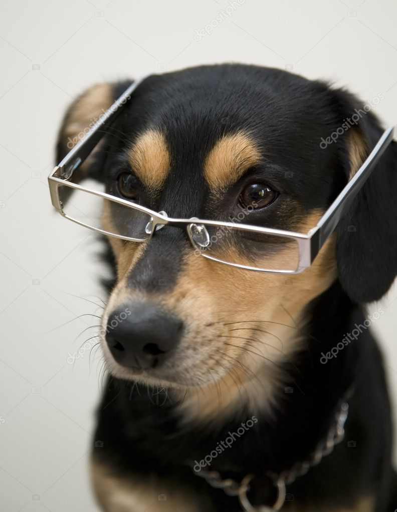 Perro está usando gafas elegantes: fotografía de stock © carenas1 ...