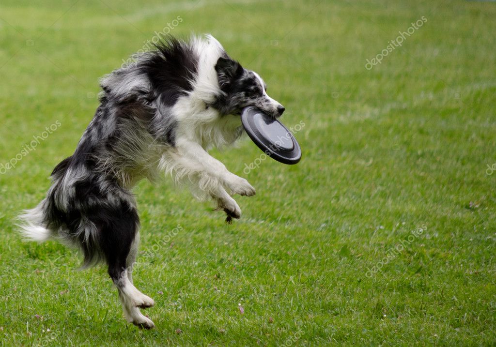 Flying dog — Stock Photo © Bwaszko #6531003