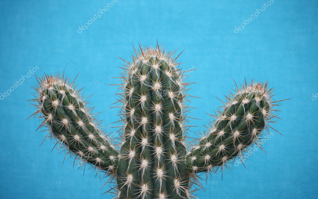 Spiky Cactus. — Stock Photo © daseaford #5402098